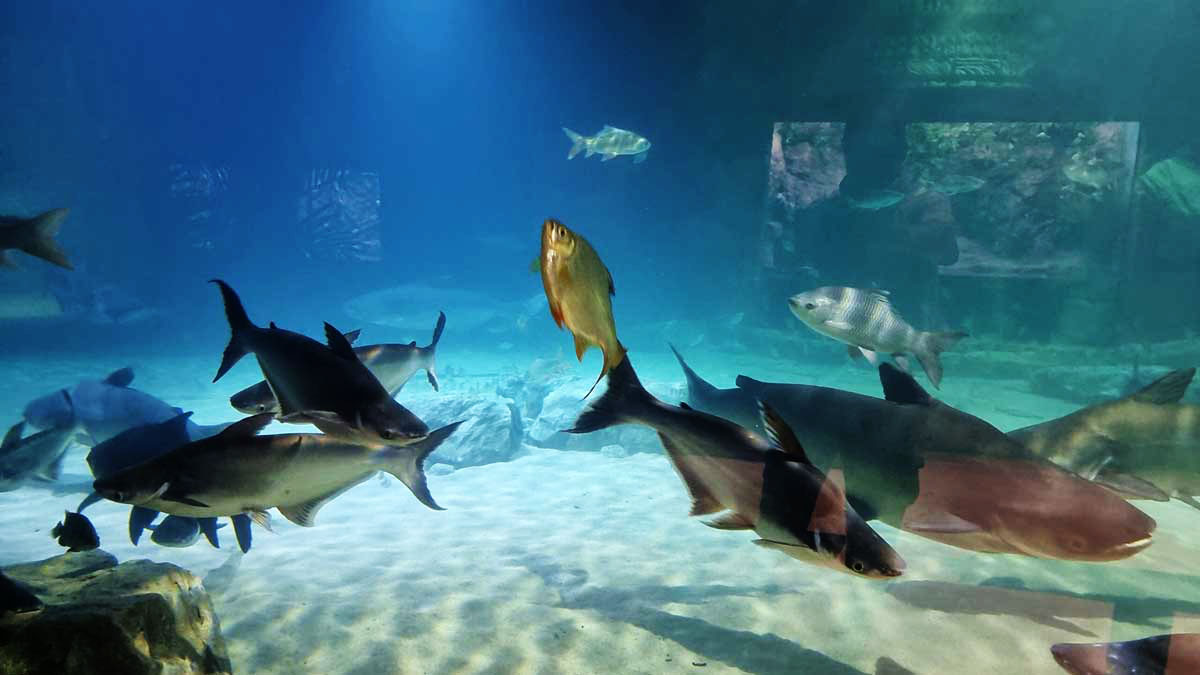 Siem Reap Aquarium | Angkor Wildlife & Aquarium - Cambodia Jeep